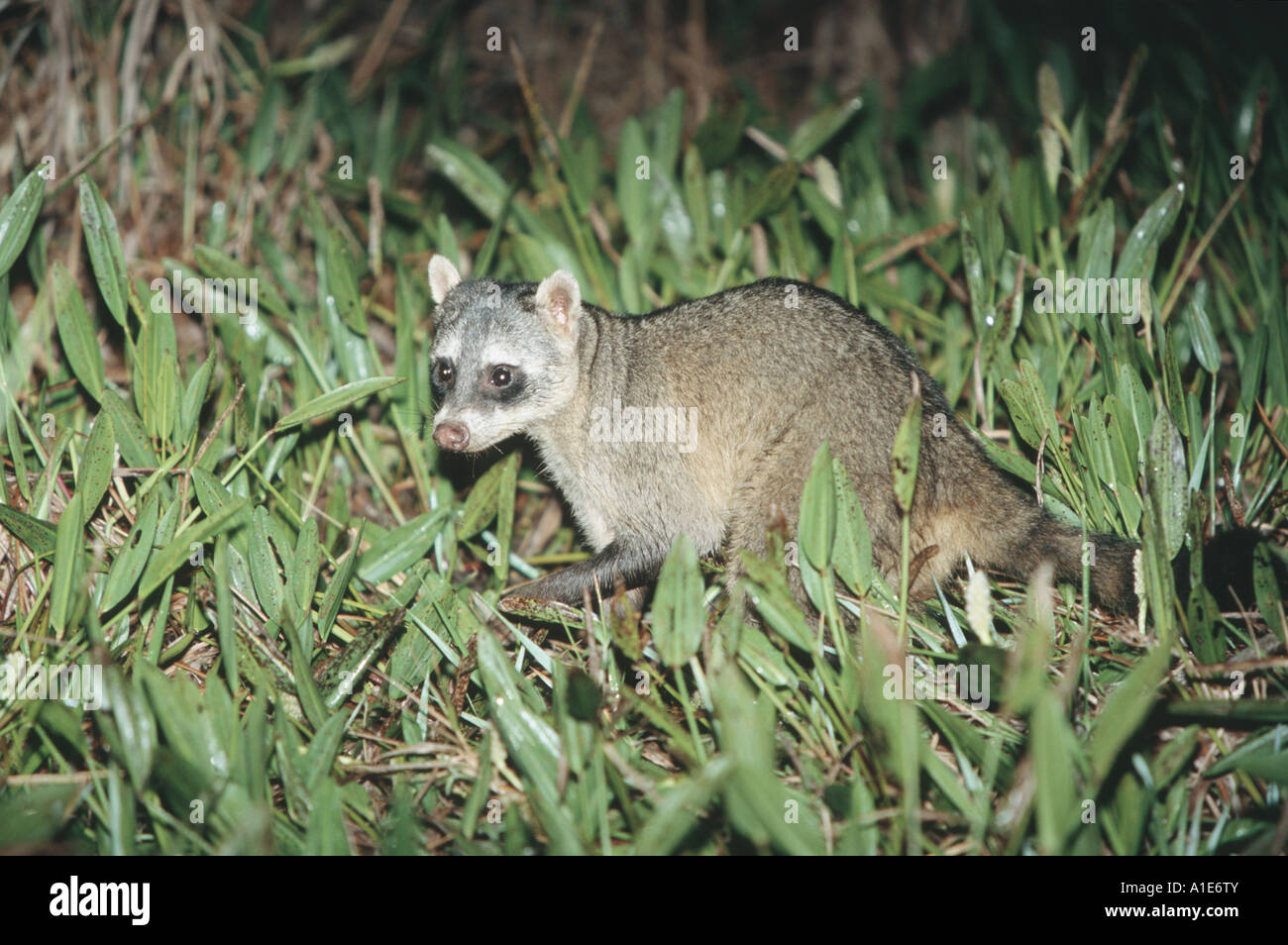 crab-eating raccoon (Procyon cancrivorus), Brazil, Pantanal, Mato ...