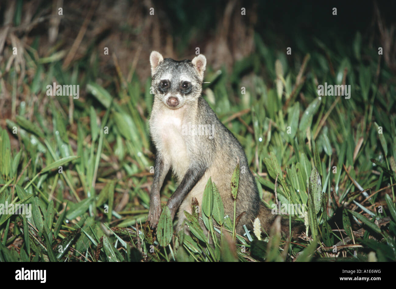 crab-eating raccoon (Procyon cancrivorus), grovelling, Brazil, Pantanal ...