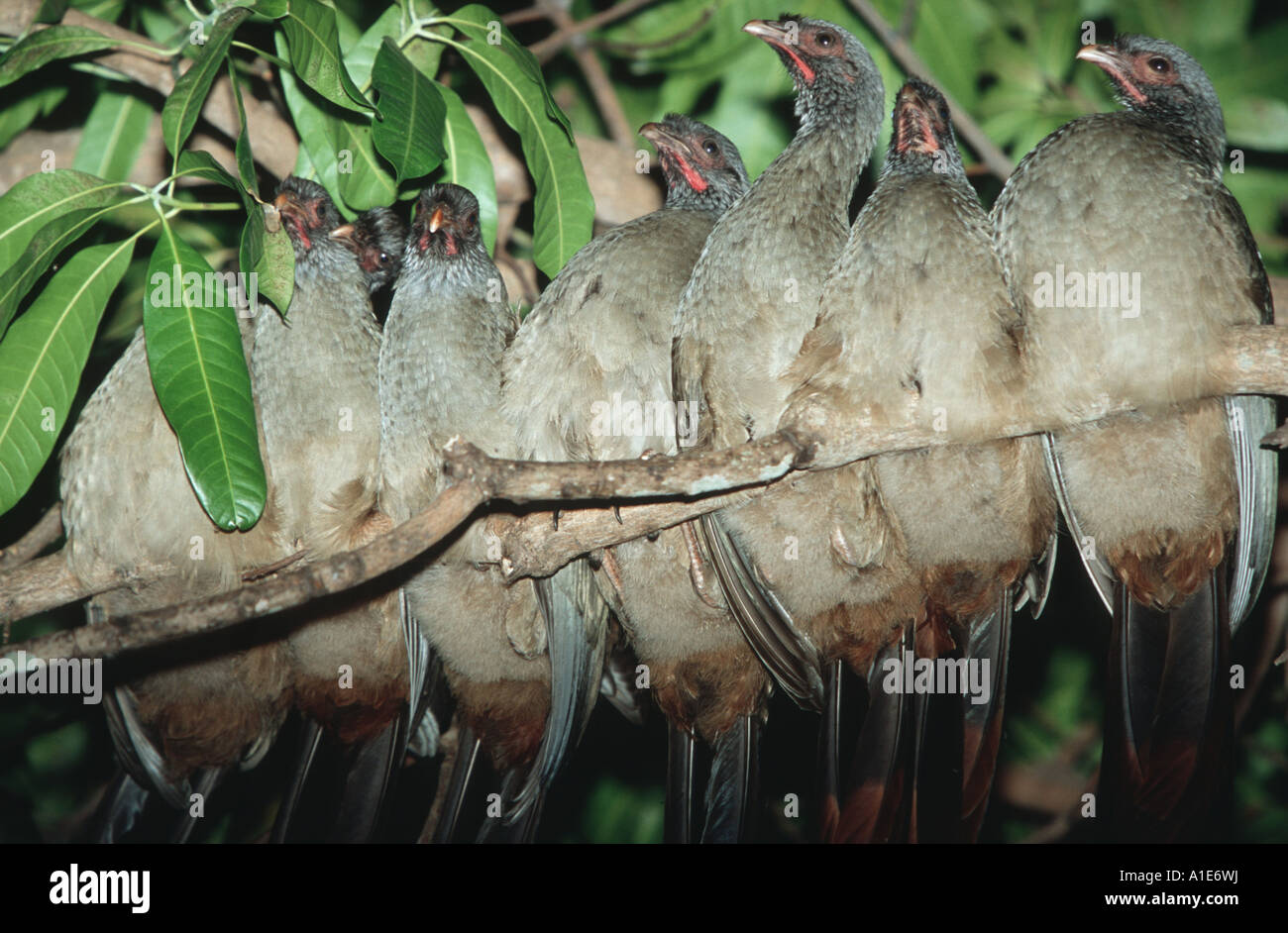 chaco chachalaca (Ortalis canicollis pantanalensis), Brazil, Pantanal ...