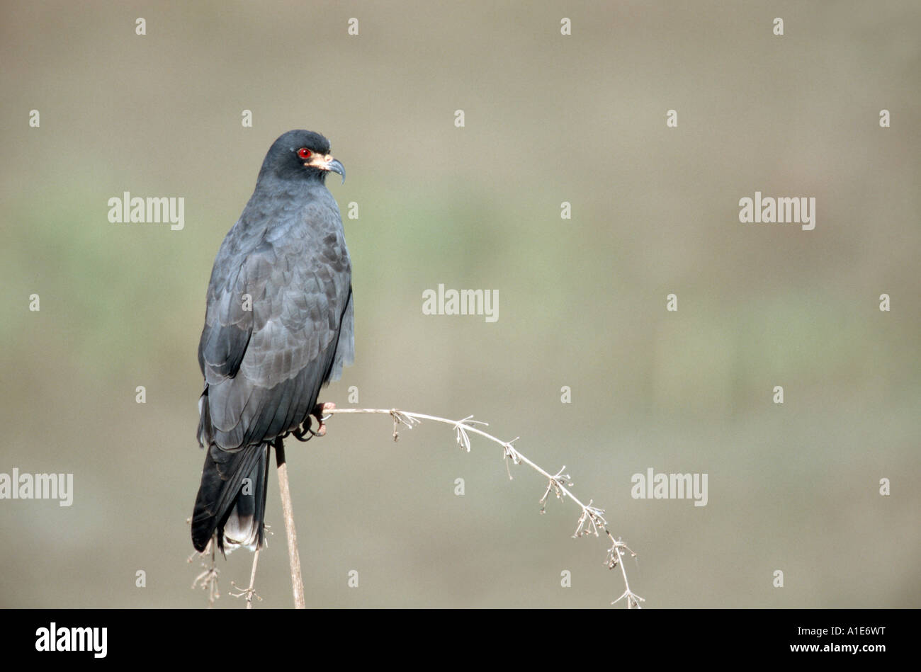 everglade kite (Rostrhamus sociabilis), Brazil, Pantanal, Mato Grosso ...