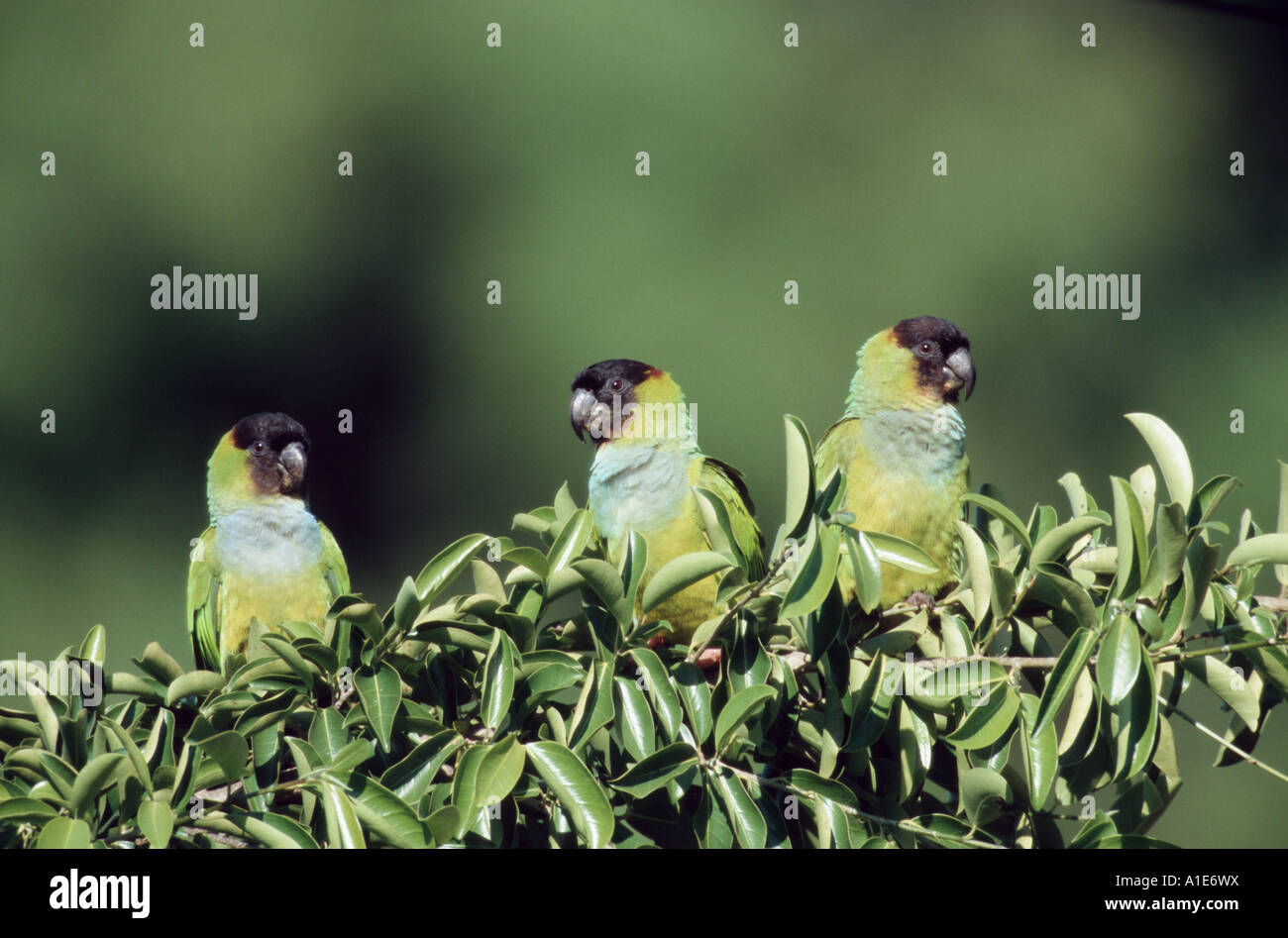 nanday conure (Nandayus nenday), Brazil, Pantanal, Mato Grosso Stock ... nanday conure (Nandayus nenday), Brazil, Pantanal, Mato Grosso Stock ...