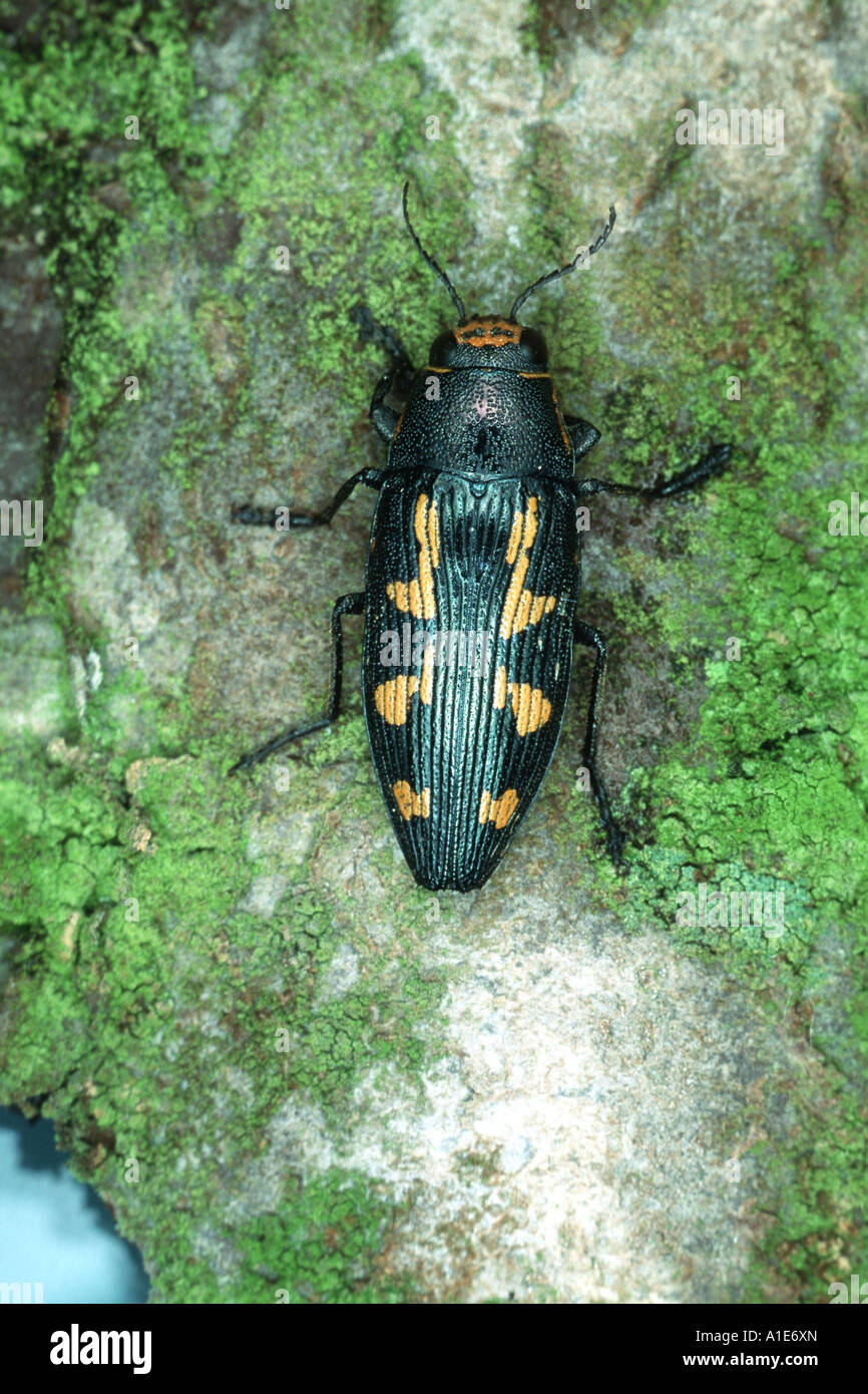 metallic wood boring beetle, metallic wood borer, splendour beetle ...