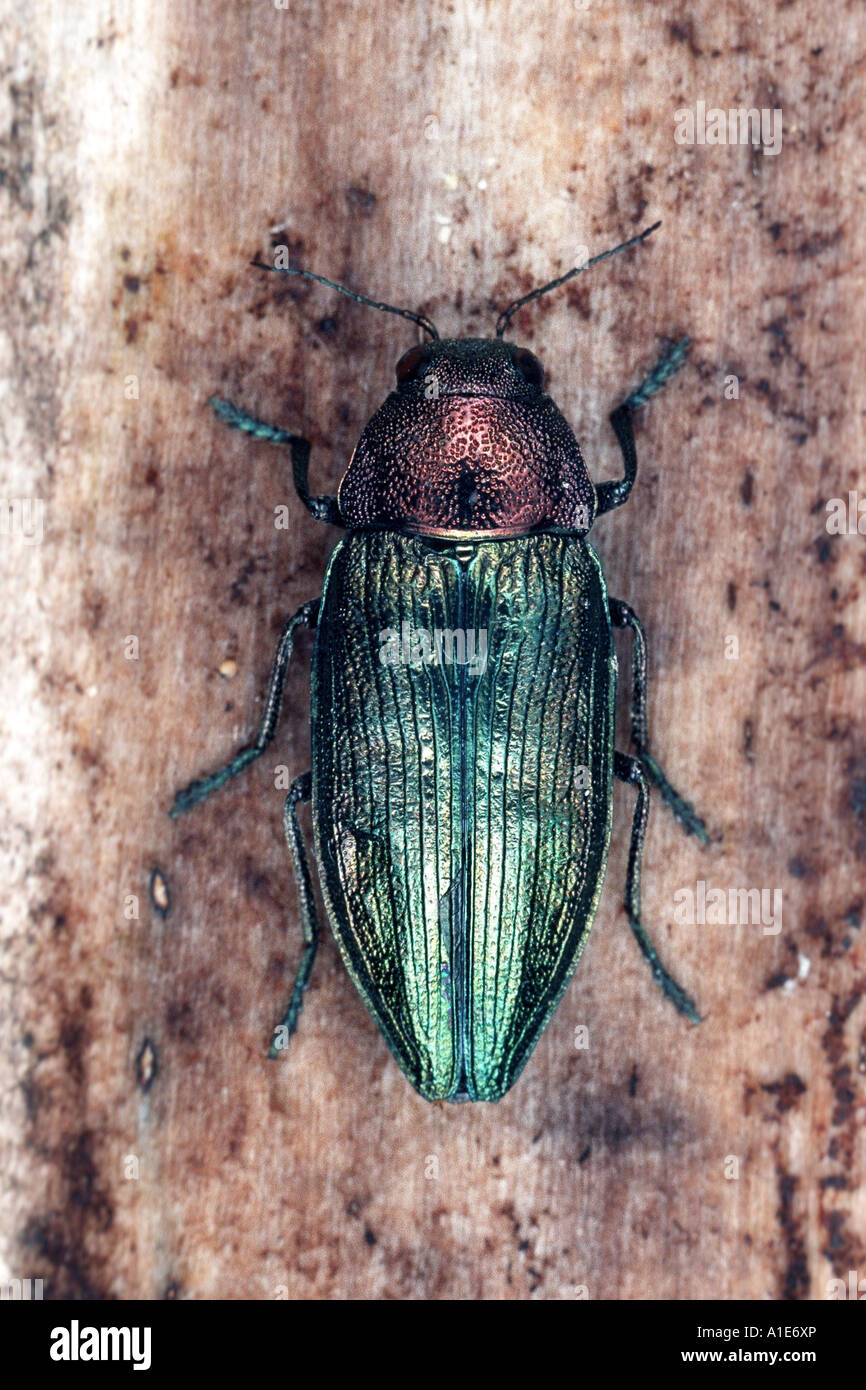 metallic wood boring beetle, metallic wood borer, splendour beetle ...