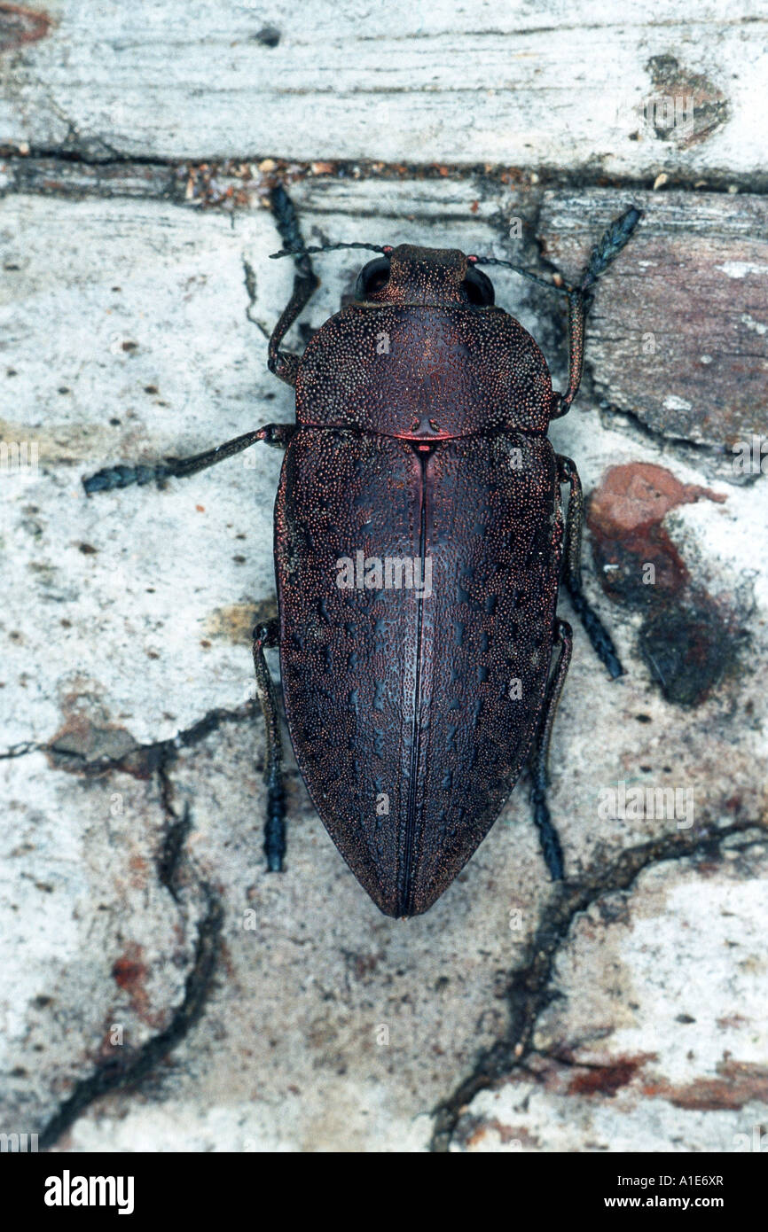 metallic wood boring beetle, metallic wood borer, splendour beetle ...