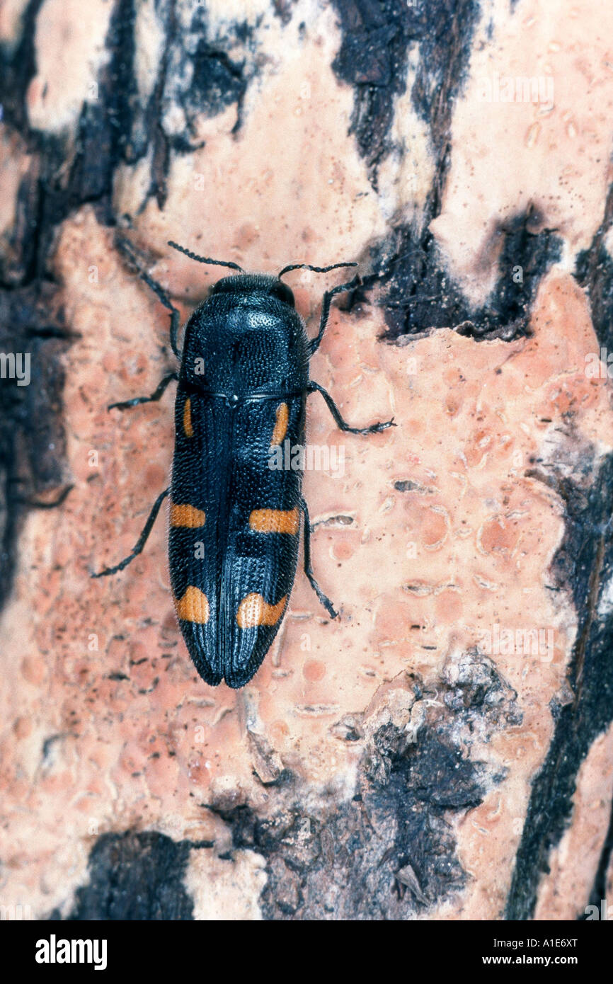 splendour beetle (Ptosima flavoguttata), imago Stock Photo - Alamy