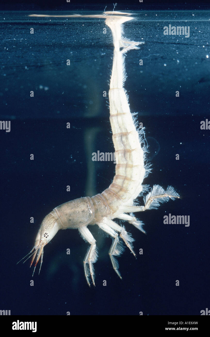 great diving beetle (Dytiscus marginalis), larva Stock Photo - Alamy