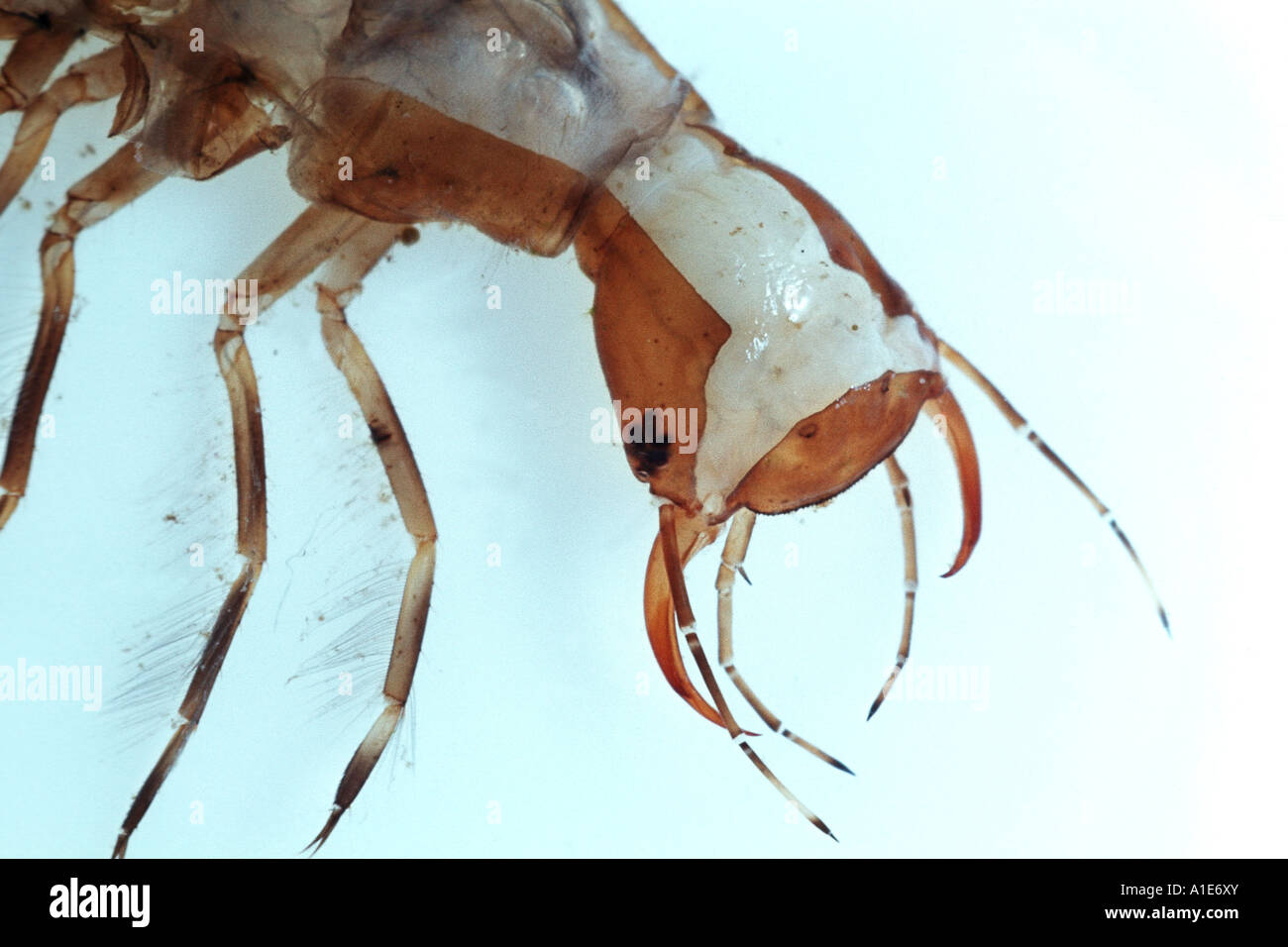 great diving beetle (Dytiscus marginalis), larva Stock Photo - Alamy