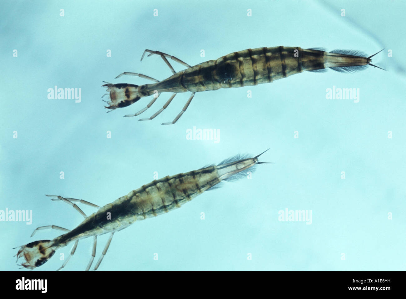 pond beetle, common pond beetle (Acilius sulcatus), larvae Stock Photo ...