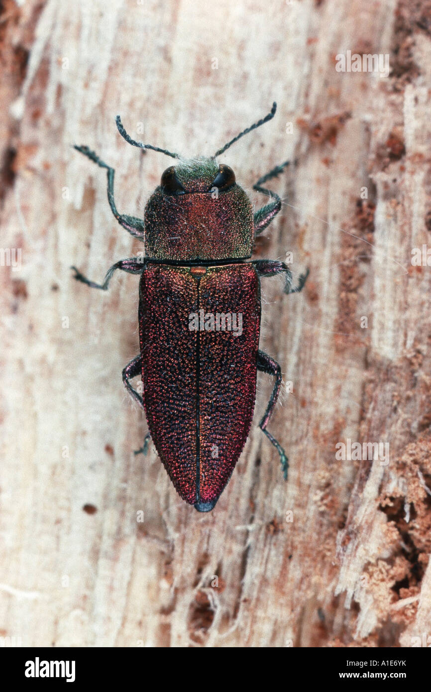 metallic wood boring beetle, metallic wood borer, splendour beetle ...