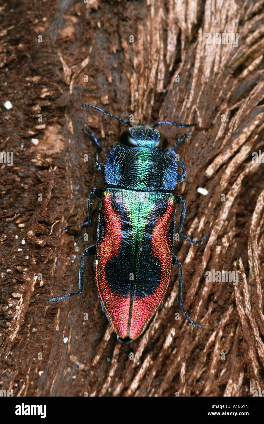 metallic wood boring beetle, metallic wood borer, splendour beetle ...