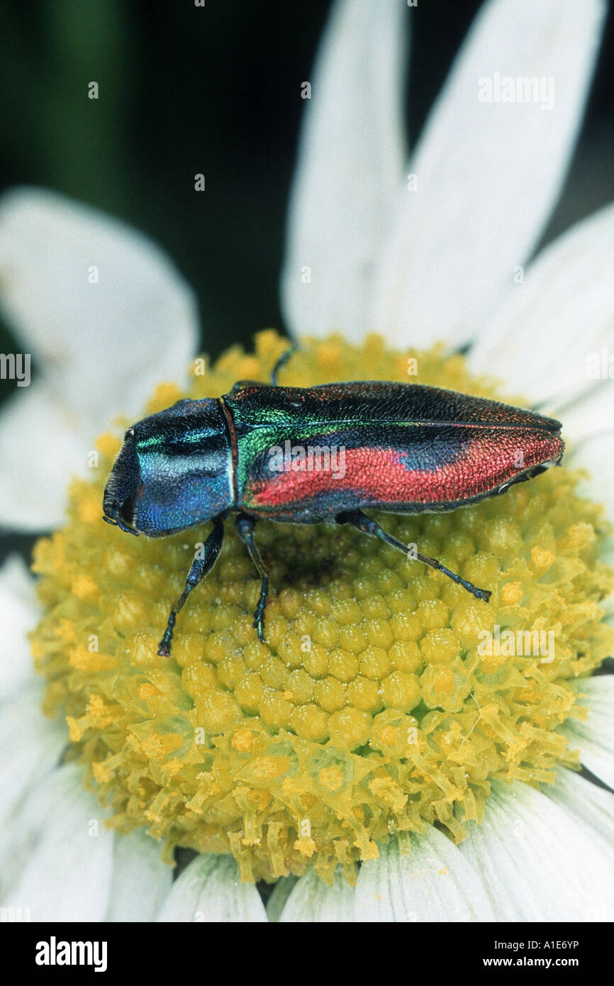 metallic wood boring beetle, metallic wood borer, splendour beetle ...