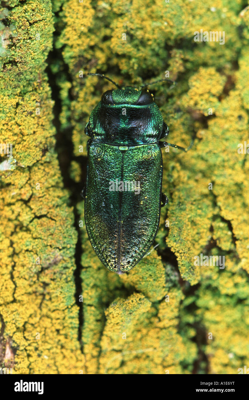 metallic wood boring beetle, metallic wood borer, splendour beetle ...