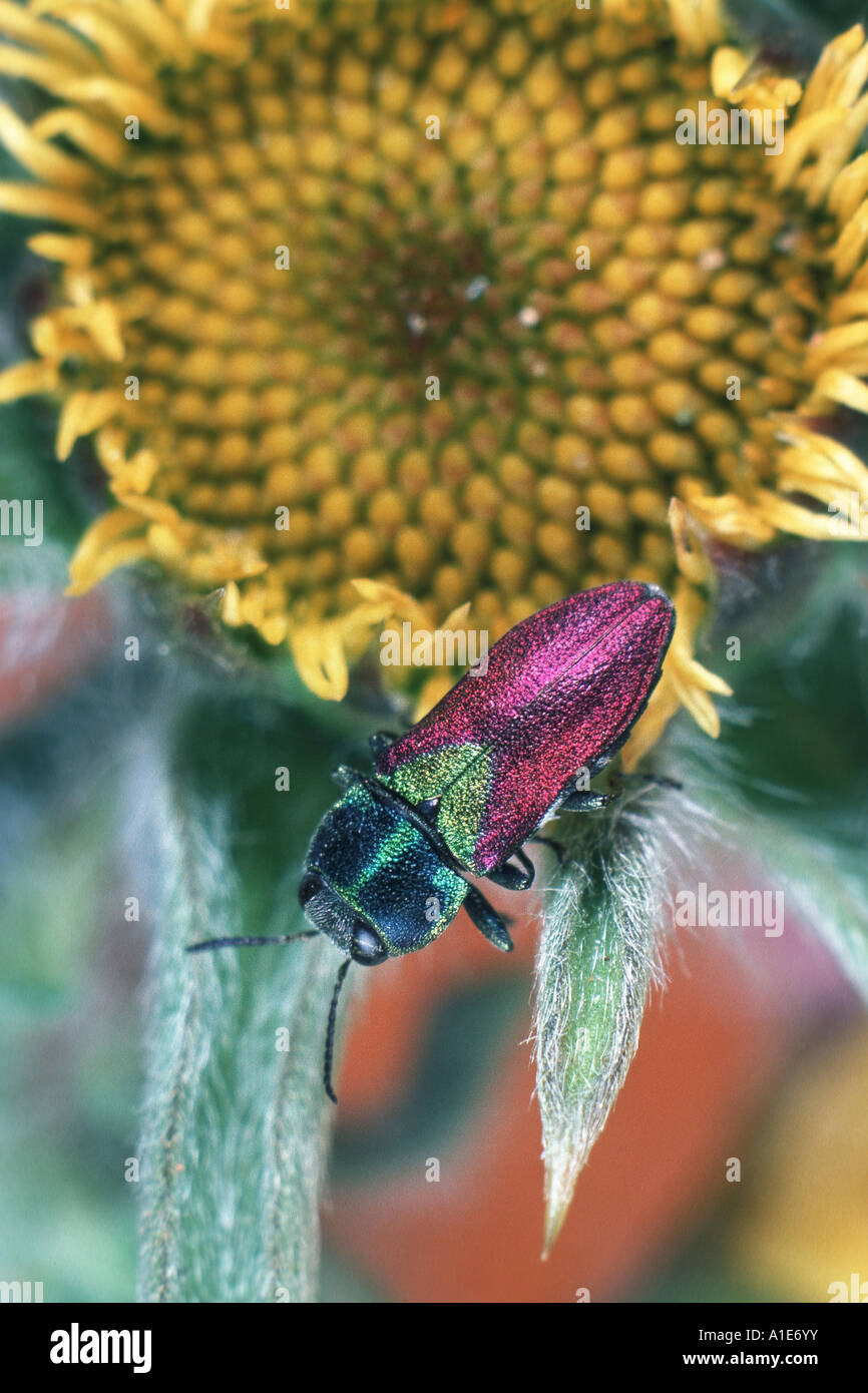 metallic wood boring beetle, metallic wood borer, splendour beetle ...