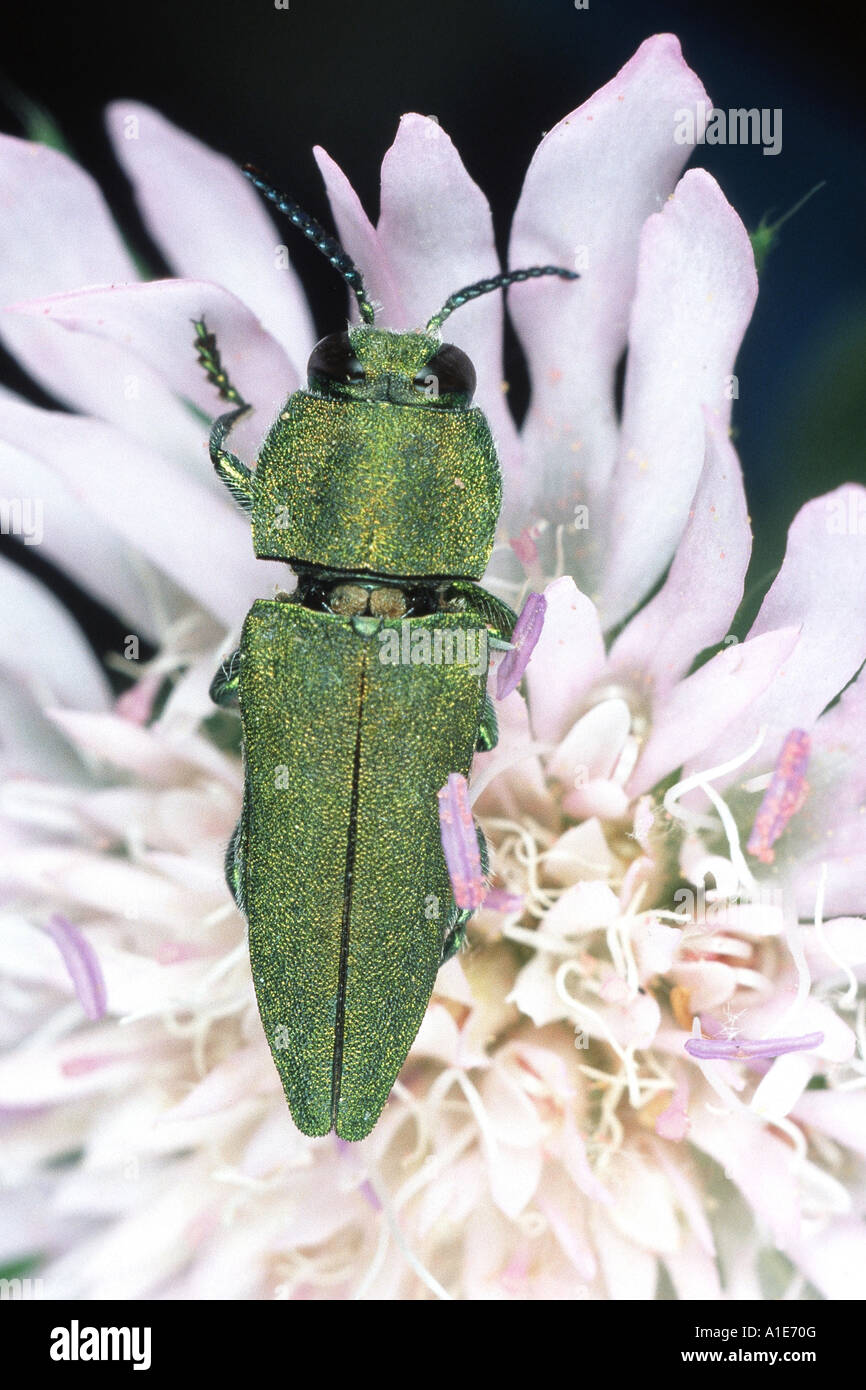 metallic wood boring beetle, metallic wood borer, splendour beetle ...