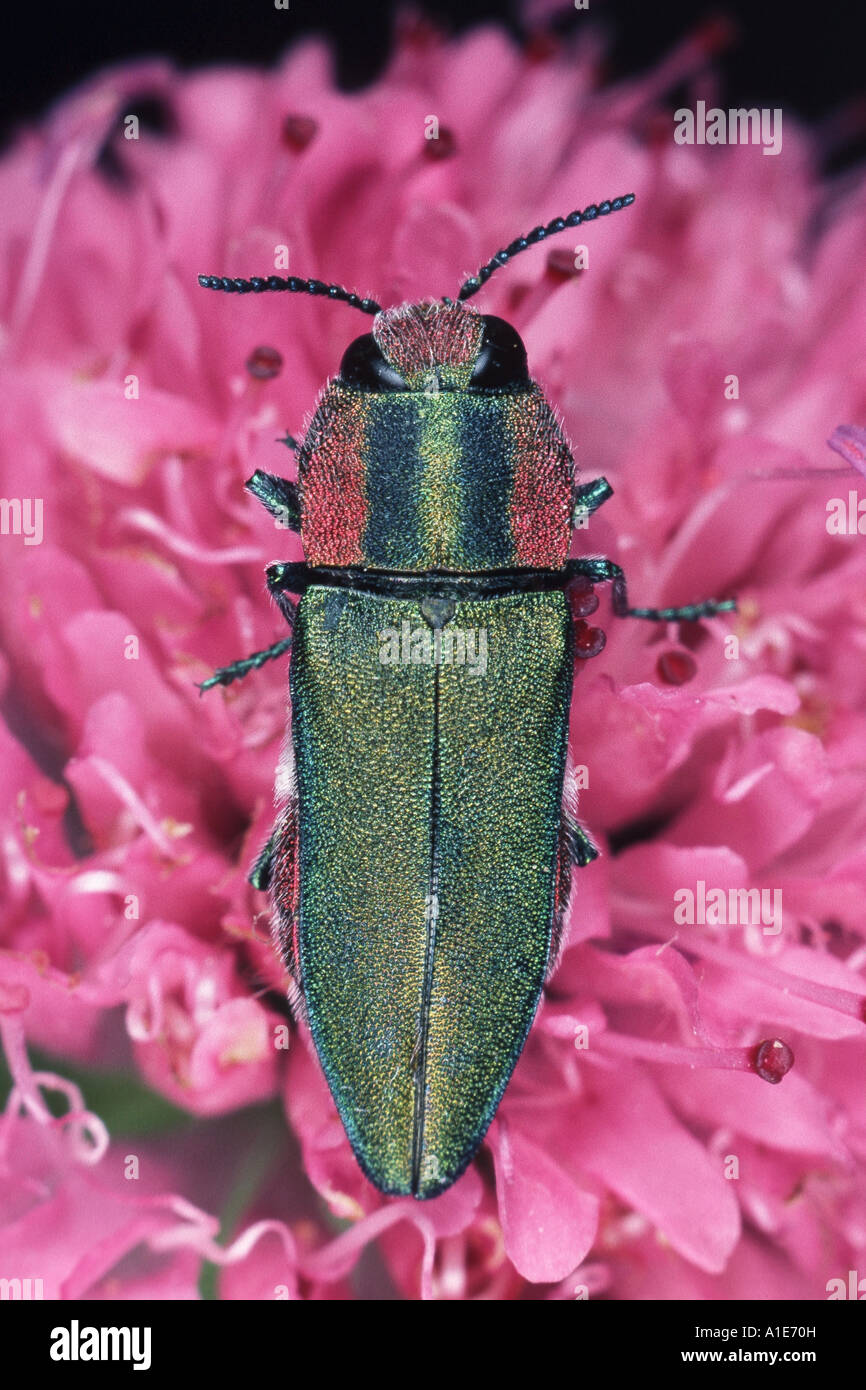 metallic wood boring beetle, metallic wood borer, splendour beetle ...