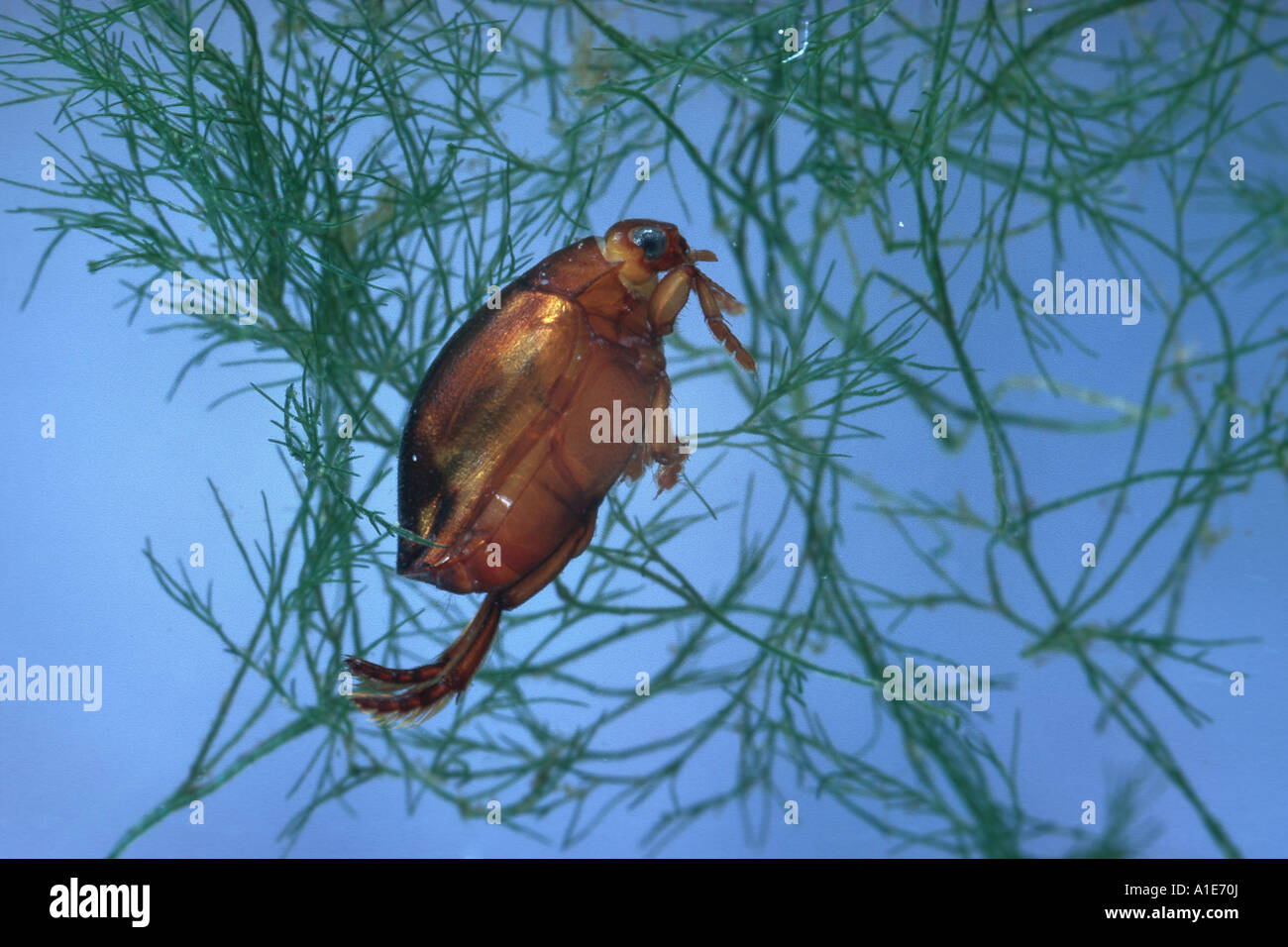 Hyphydrus ovatus (Hyphydrus ovatus), imago Stock Photo - Alamy