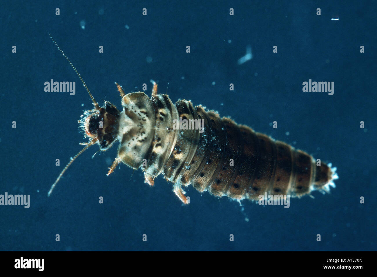 Predaceous larva hi-res stock photography and images - Alamy