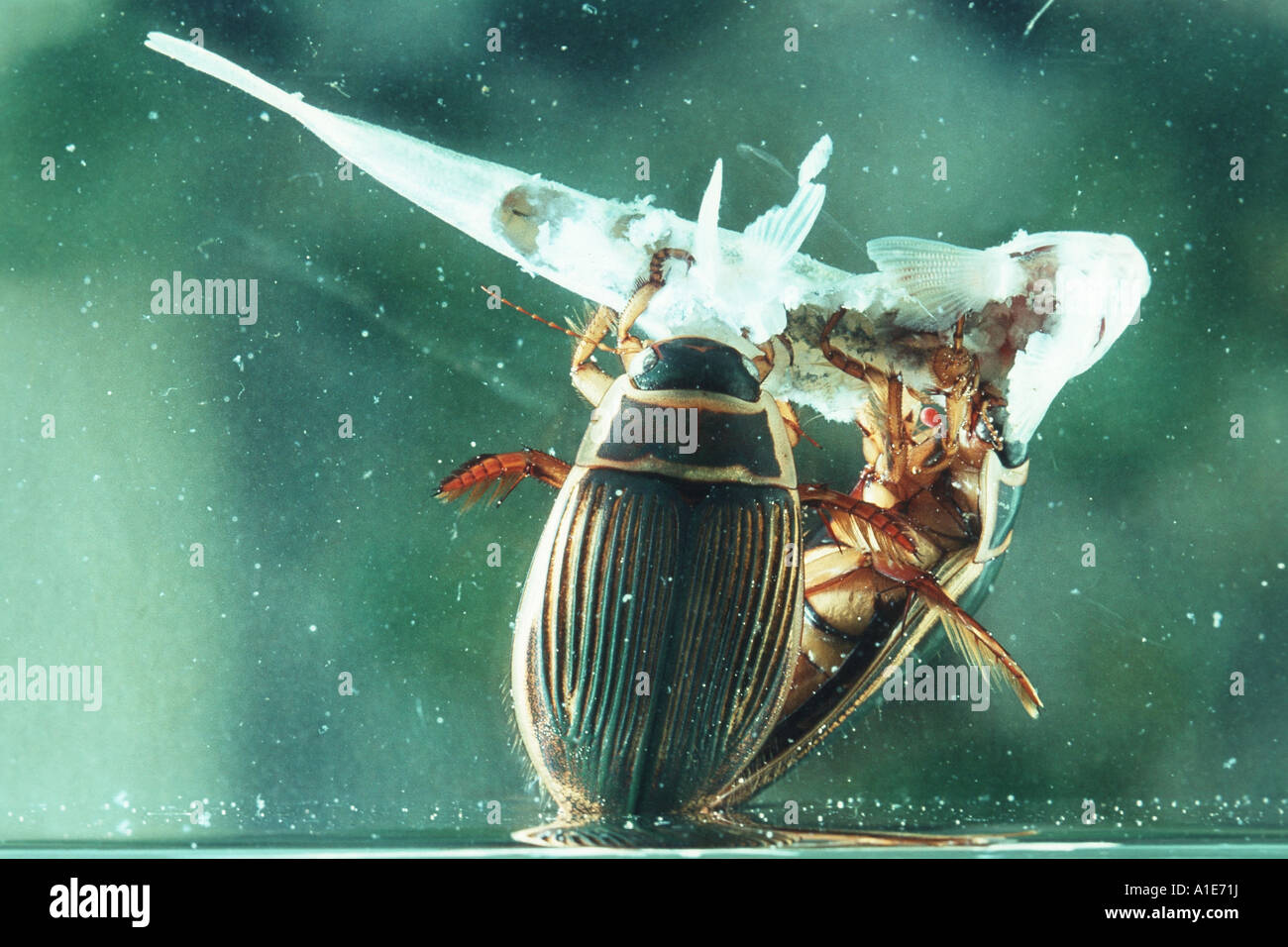 great diving beetle (Dytiscus marginalis), two individuals feeding fish ...