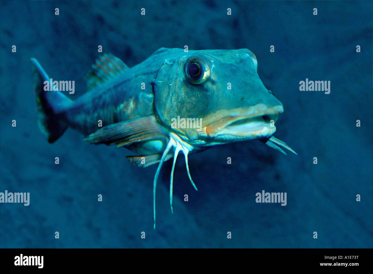 grey gurnard, gray searobin (Eutrigla gurnardus), frontal Stock Photo ...