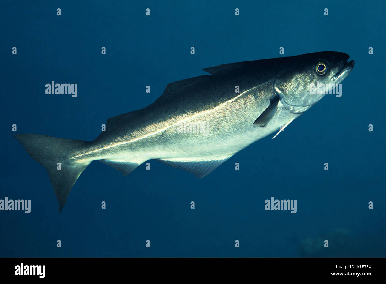 saithe, pollock, Atlantic pollock, coley, coalfish (Pollachius virens ...