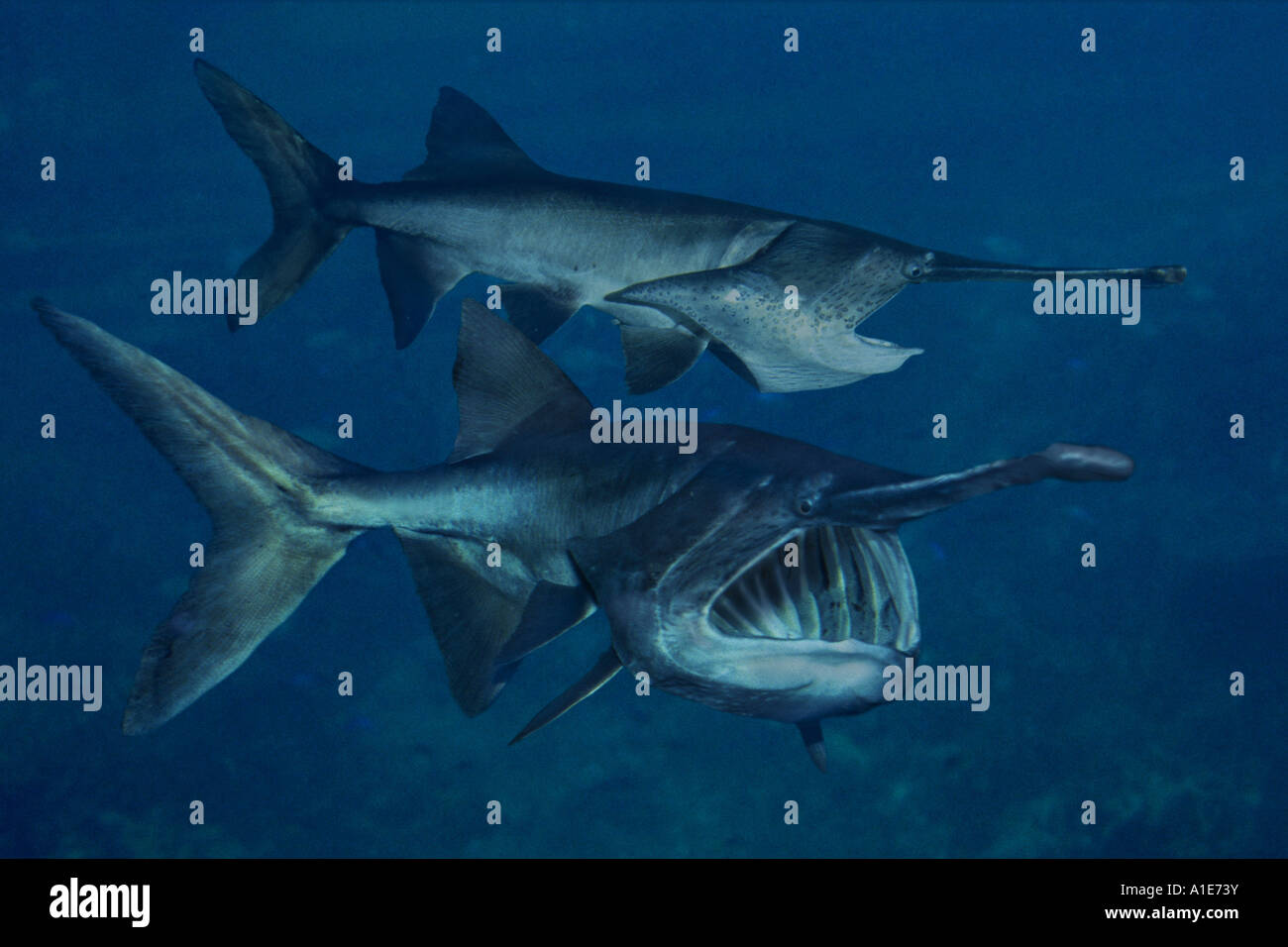 Paddlefishes hi-res stock photography and images - Alamy