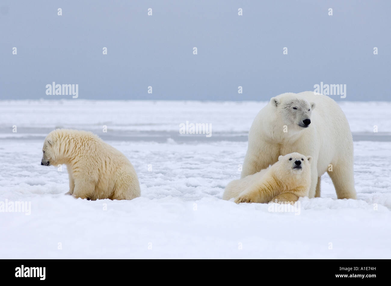 polar bear Ursus maritimus sow with cubs on the pack ice 1002 coastal ...