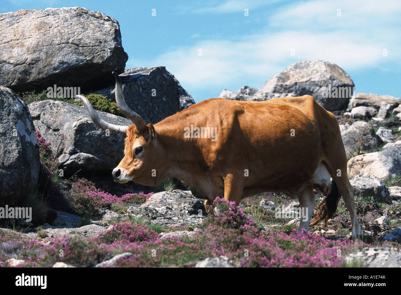domestic cattle (Bos primigenius f. taurus), between rocks, Portugal ...