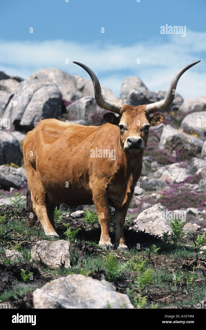 domestic cattle (Bos primigenius f. taurus), between rocks, Portugal ...