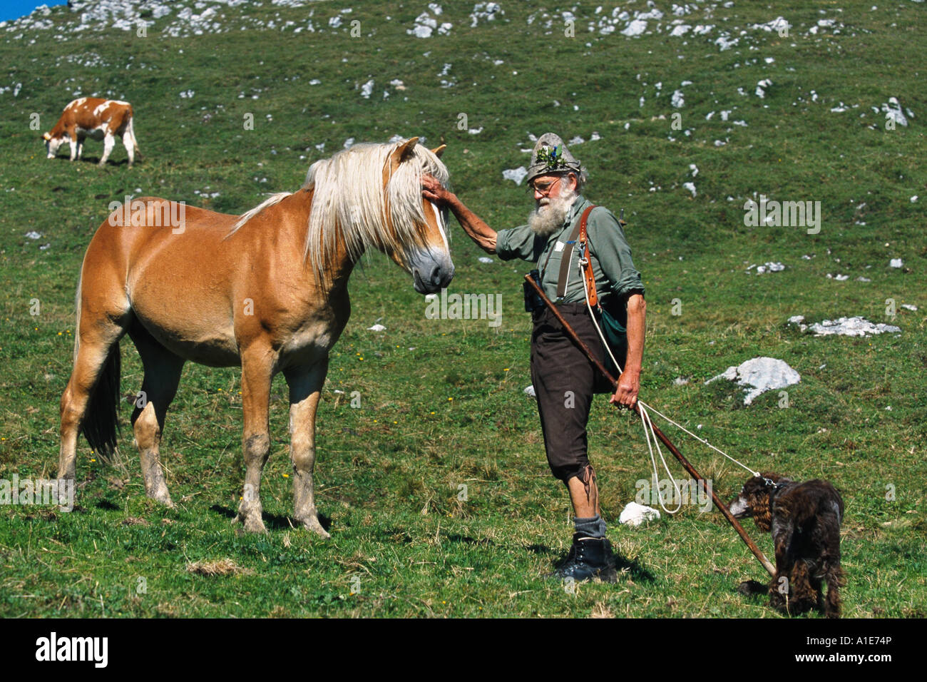 Haflinger horse (Equus przewalskii f. caballus), wanderer stroking ...