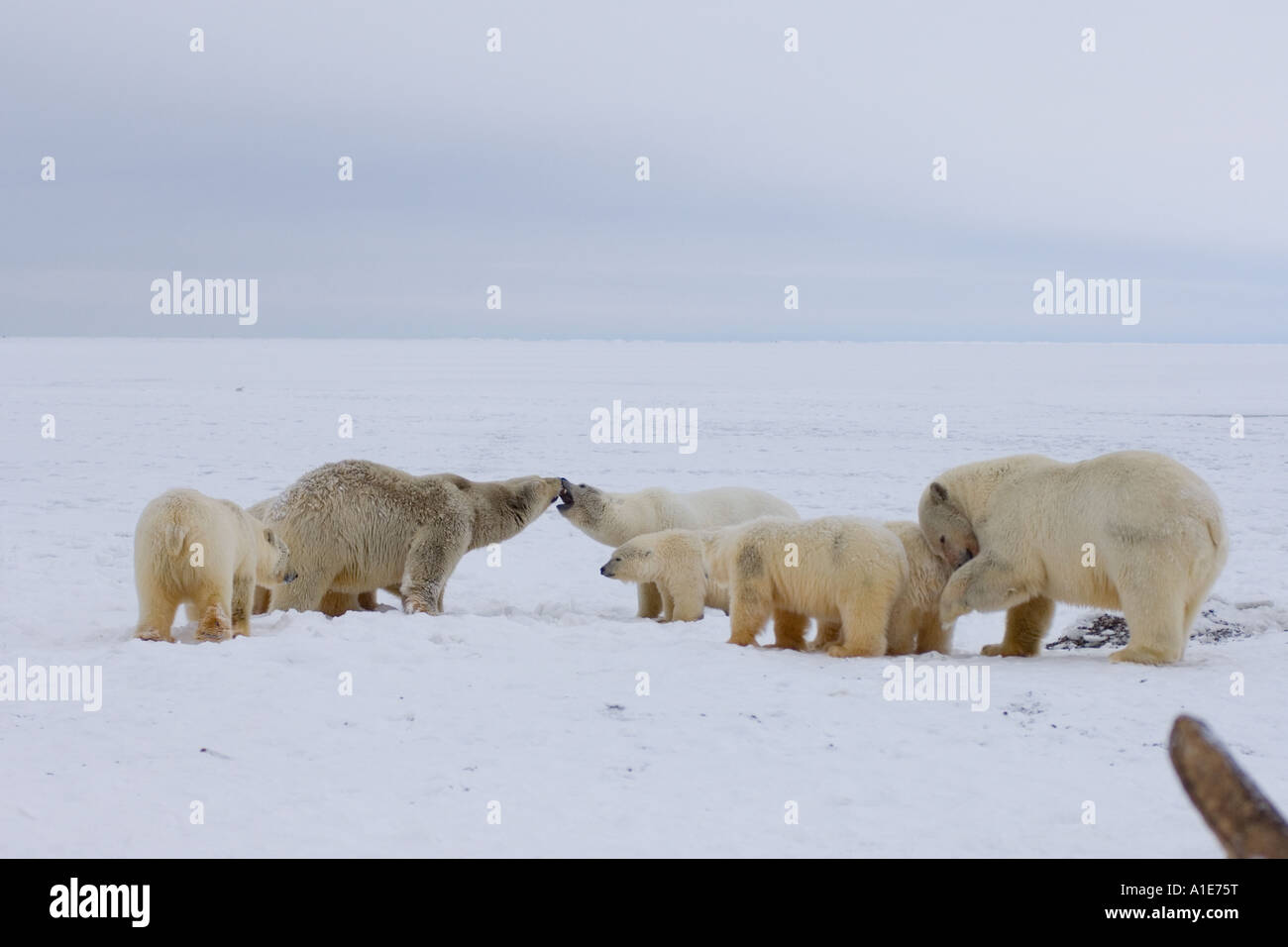 polar bear Ursus maritimus sows with cubs on the pack ice 1002 coastal ...