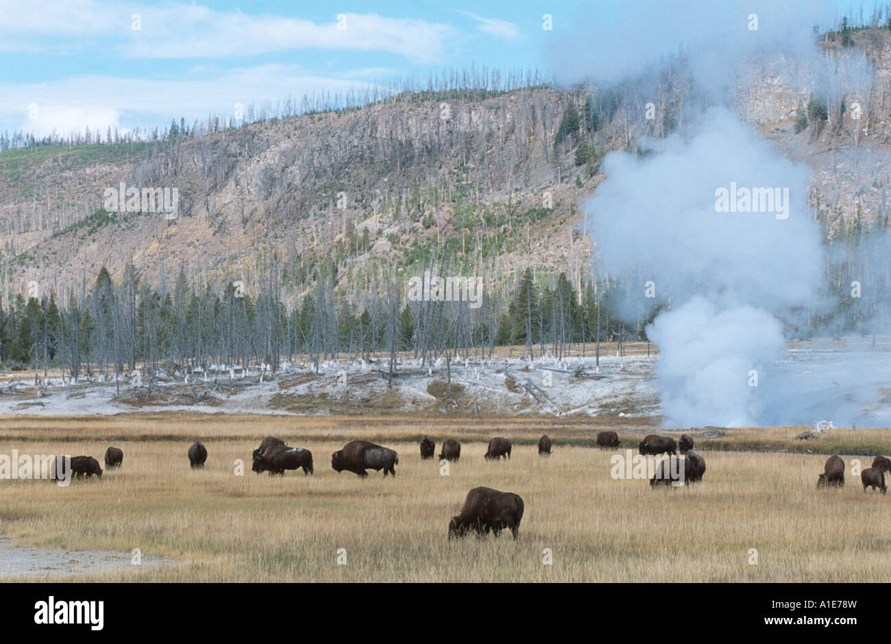 American bison, buffalo (Bison bison), grazing herd in front of hot ...