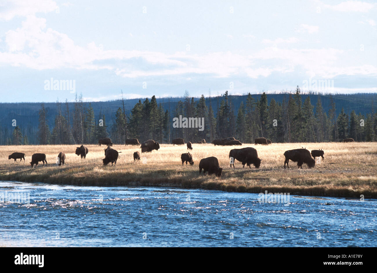 American bison, buffalo (Bison bison), grazing herd at the river, USA ...