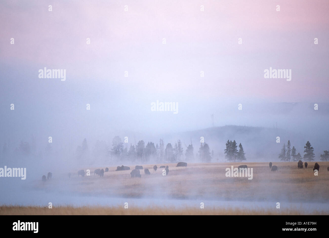 American bison, buffalo (Bison bison), grazing herd near the river, USA ... American bison, buffalo (Bison bison), grazing herd near the river, USA ...