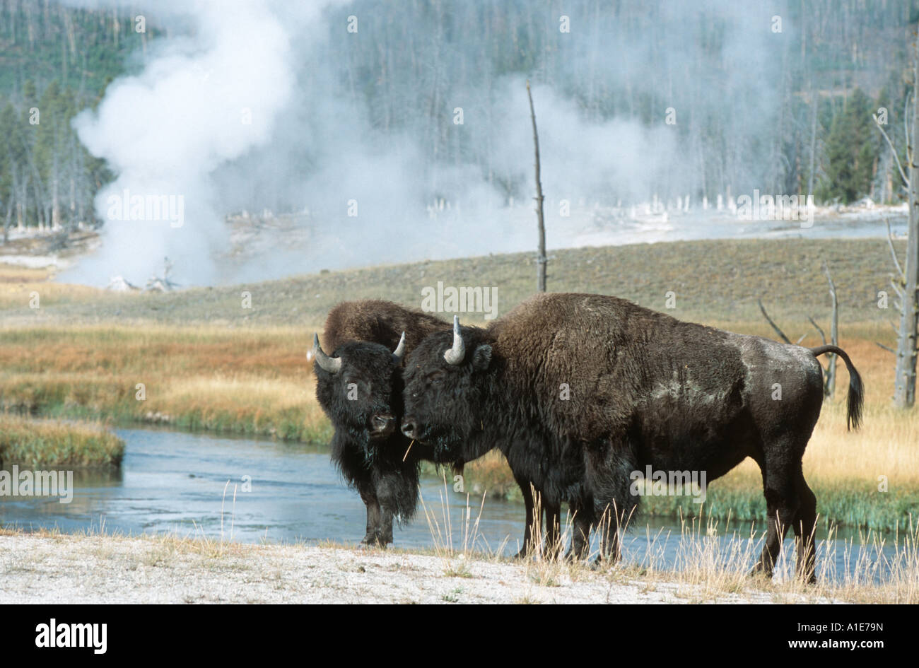 American bison, buffalo (Bison bison), two animals in front of hot ...