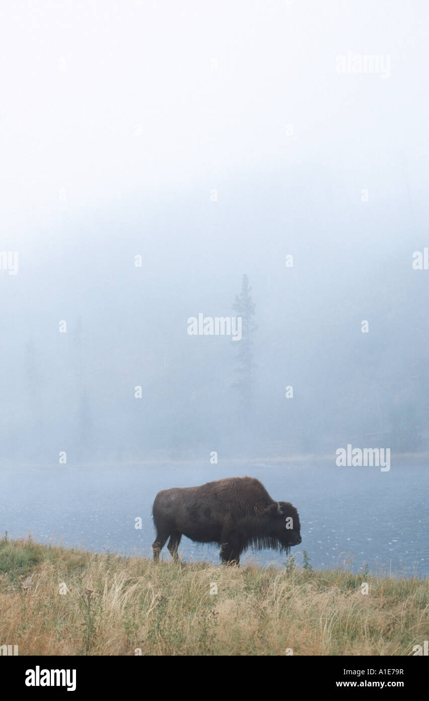 American bison, buffalo (Bison bison), in mist at the river, USA ...