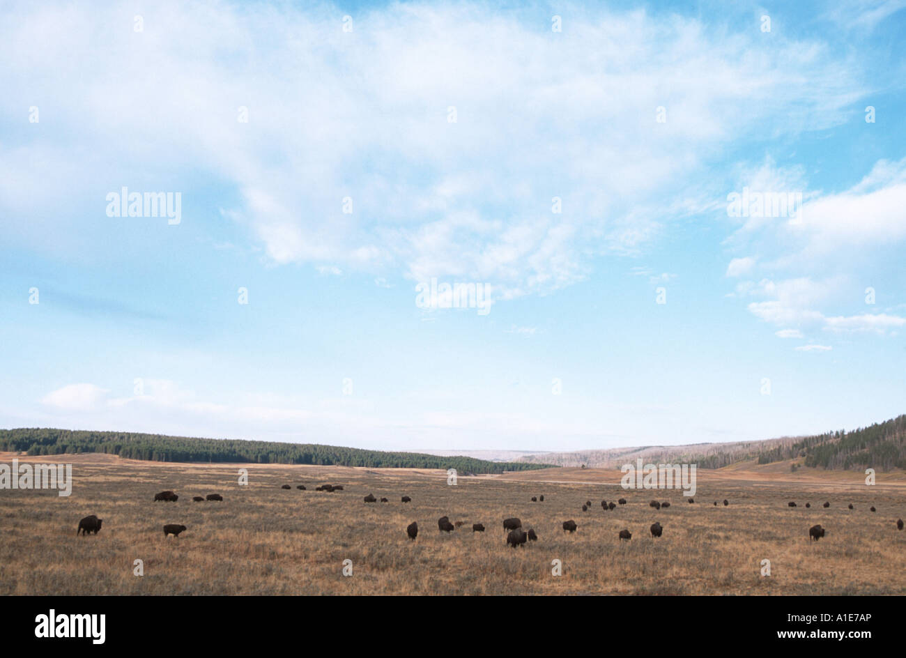 American bison, buffalo (Bison bison), grazing in the prairie, USA ...