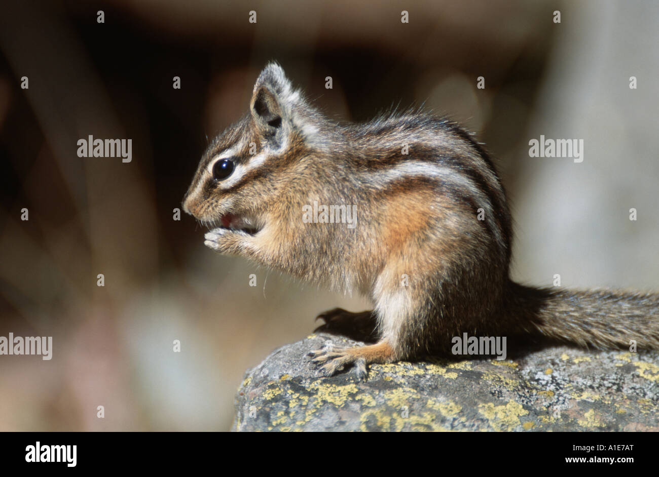 Siberian and western American chipmunks (Eutamias spec.), sittimg on a ...