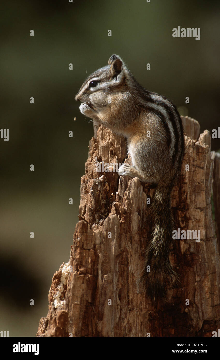 Western Chipmunks High Resolution Stock Photography and Images - Alamy