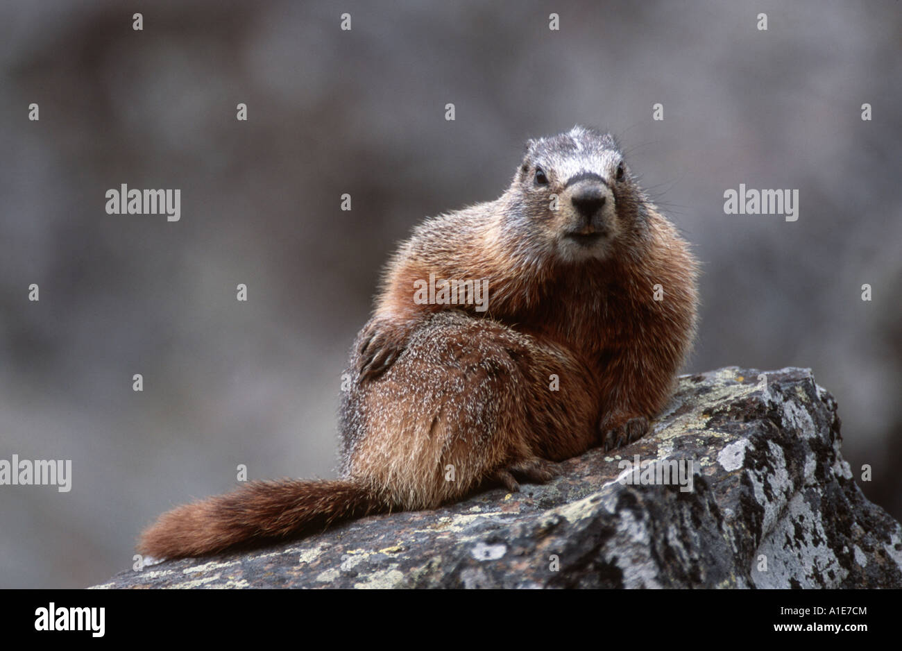 Marmots marmota spec hi-res stock photography and images - Alamy