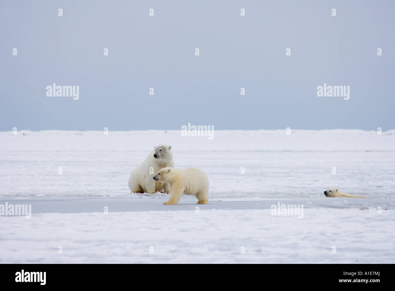 Drowning bear hi-res stock photography and images - Alamy