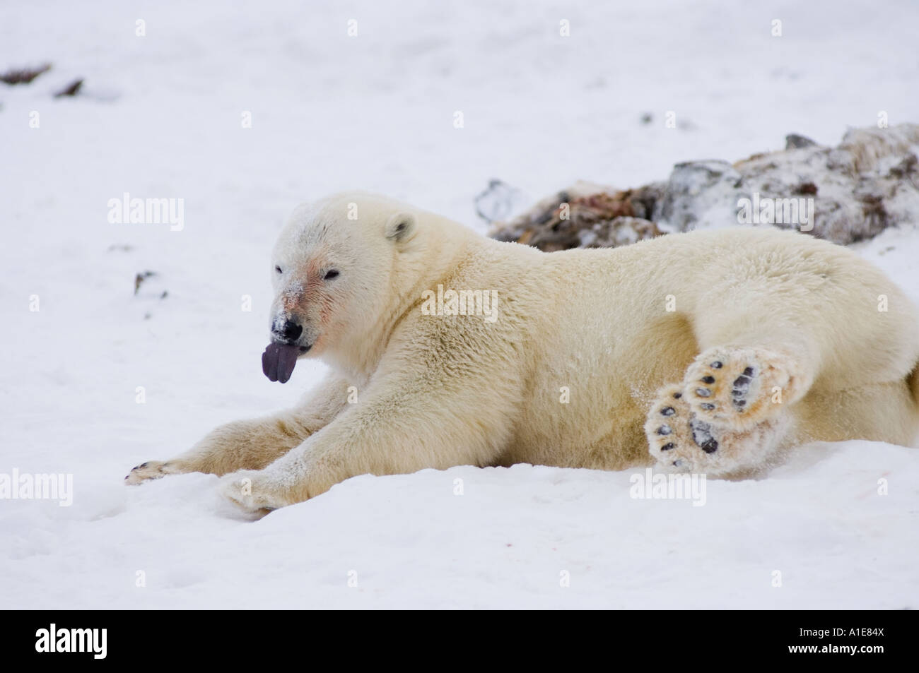 polar bear Ursus maritimus cub rolling around on the pack ice 1002 area ...