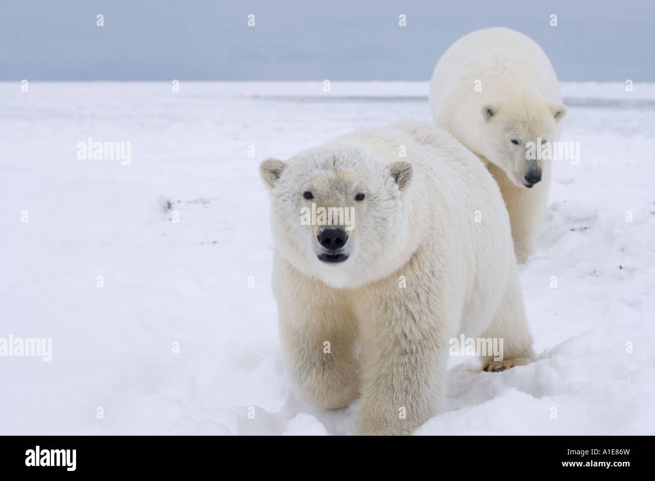 polar bear Ursus maritimus sow with cub on the pack ice 1002 coastal ...