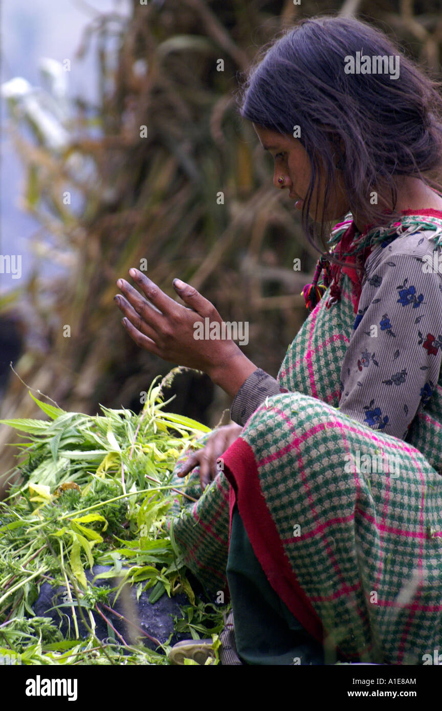 Hashish production hi-res stock photography and images - Alamy