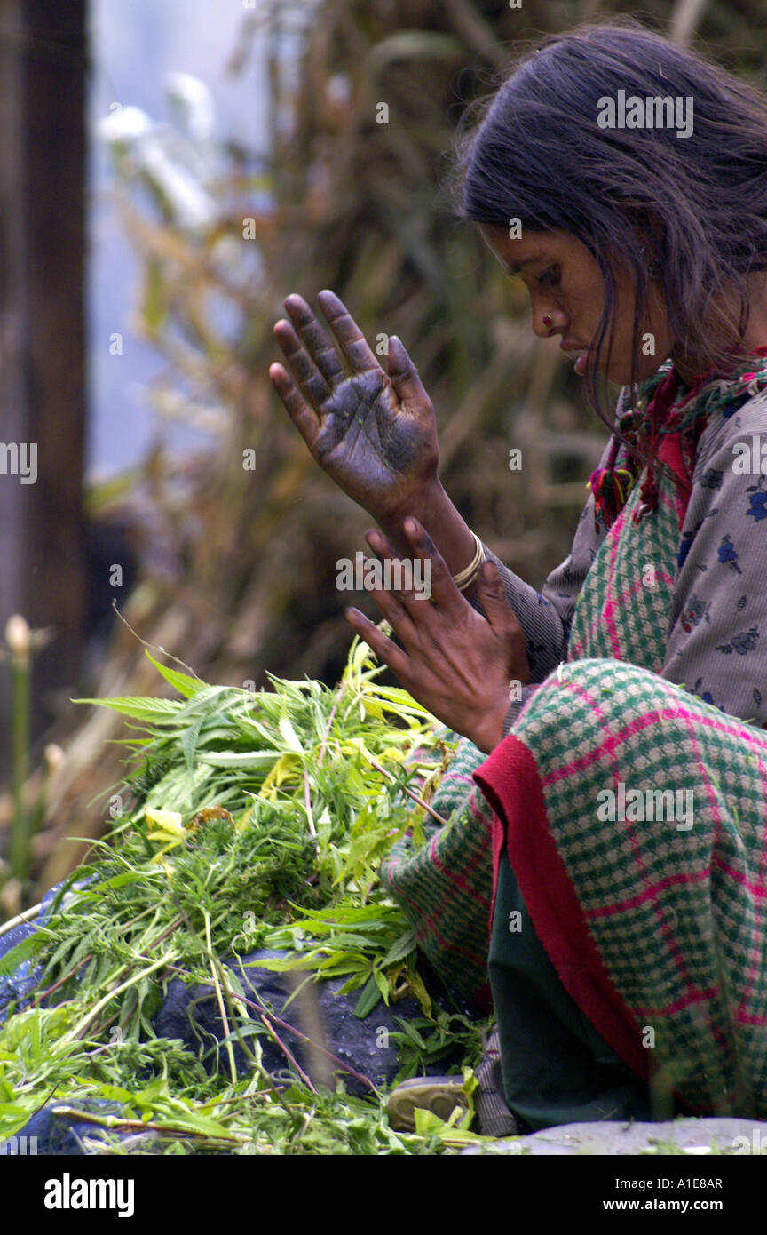 Young pretty woman scrubbing hashish resin on palms - traditional ...