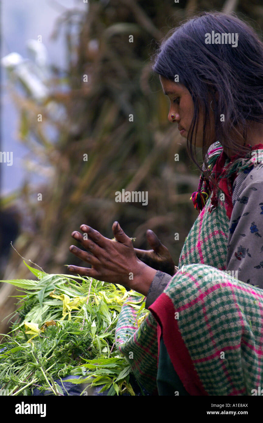 Young pretty woman scrubbing hashish resin on palms - traditional ...