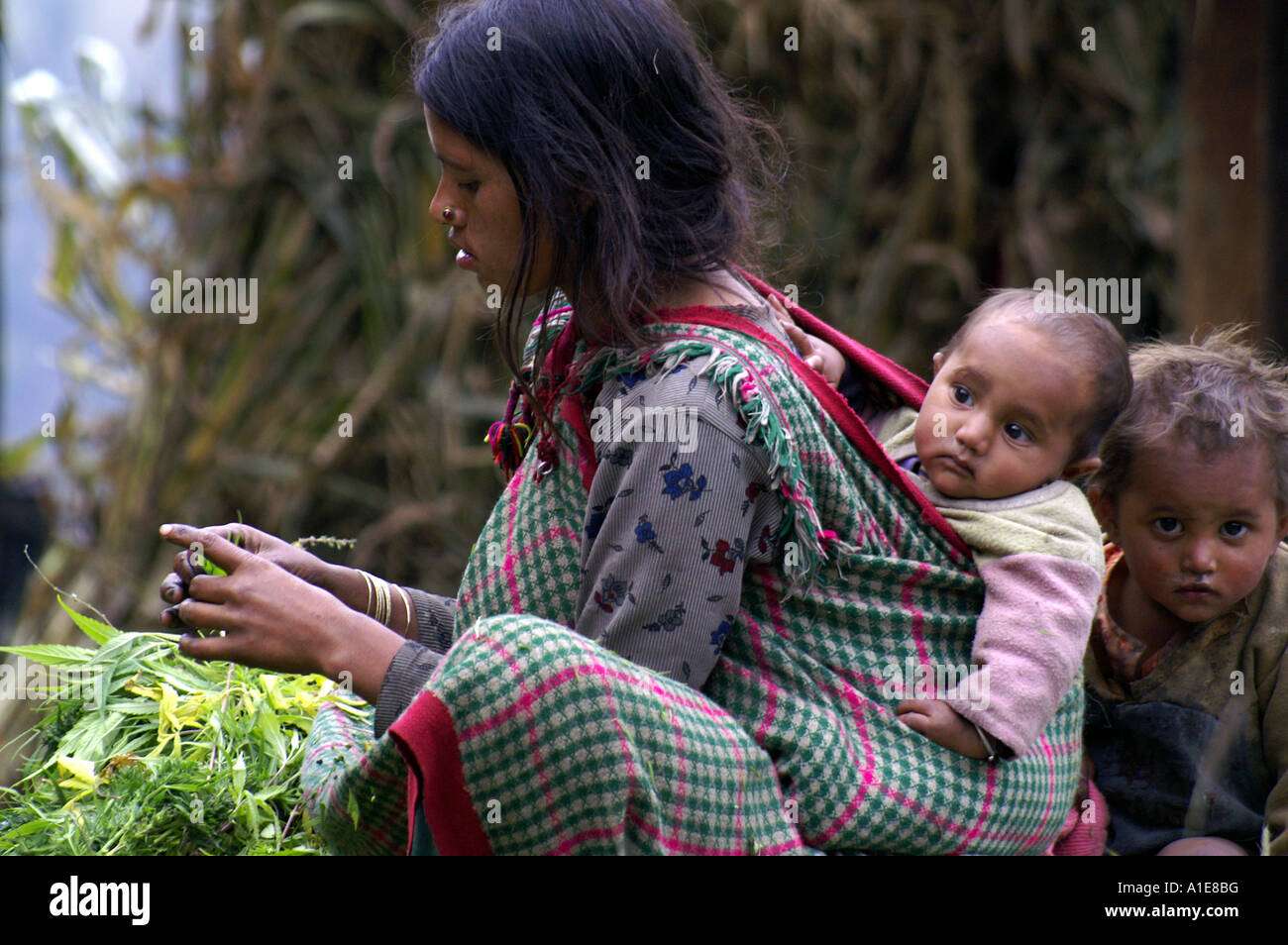 Young pretty woman scrubbing hashish resin on palms - traditional ...