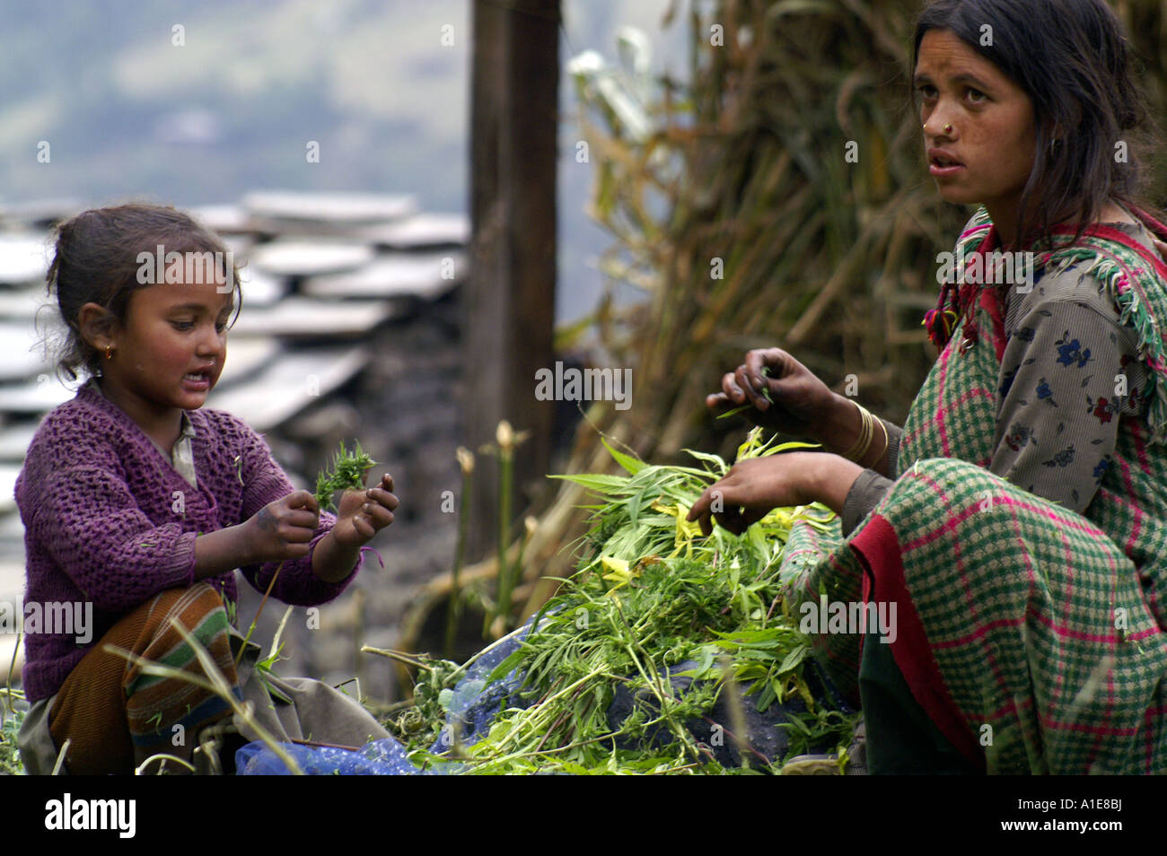 Child helping young pretty woman scrubbing hashish resin on palms ...