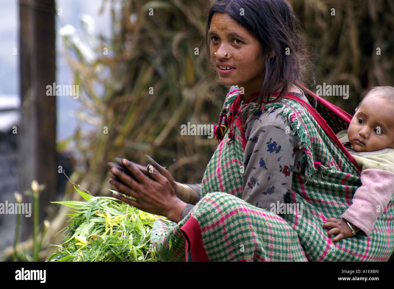 Young pretty woman scrubbing hashish resin on palms - traditional ...