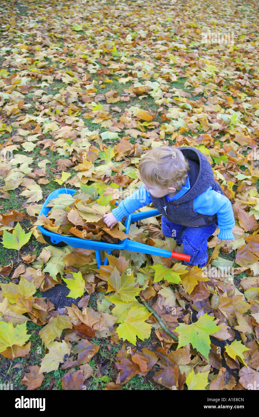 little boy filling a barrow with leaves Stock Photo - Alamy