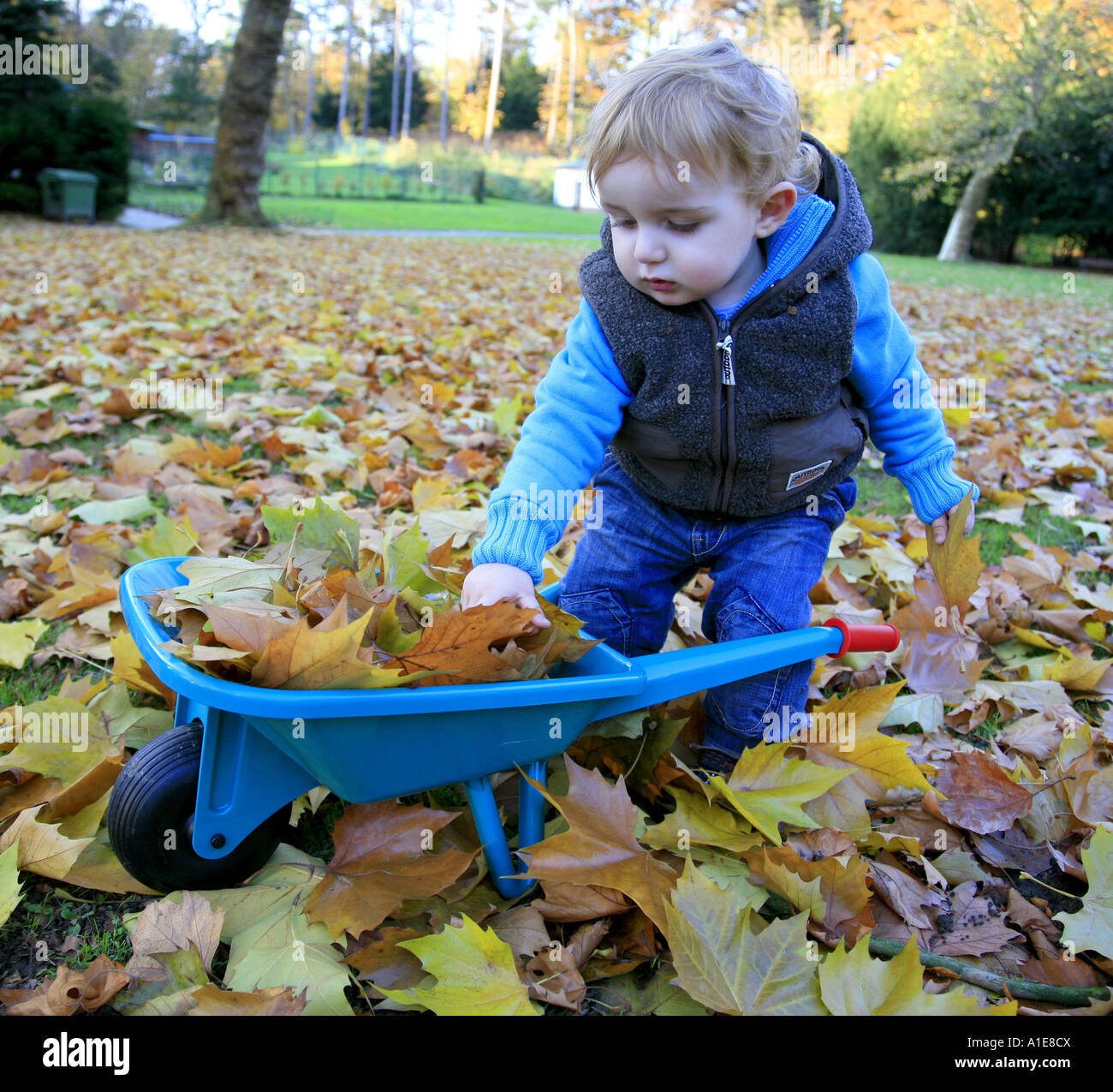 little boy filling a barrow with leaves Stock Photo - Alamy